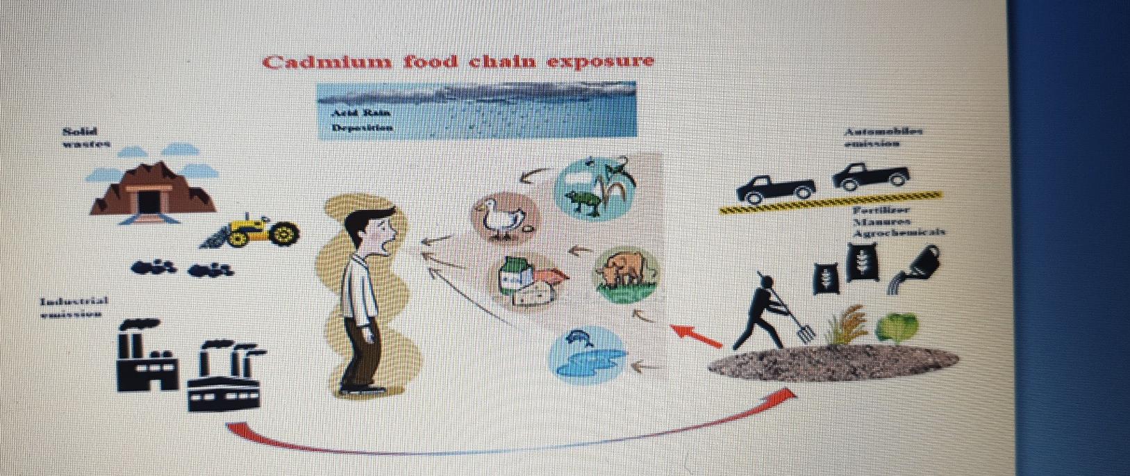 Solved Cadmium food chawla exposure So M A Manur 1 MER ho | Chegg.com