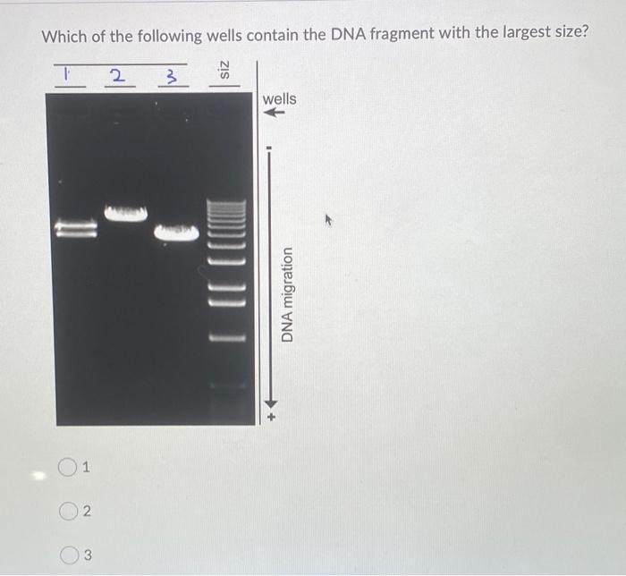 Solved Which of the following wells contain the DNA fragment | Chegg.com