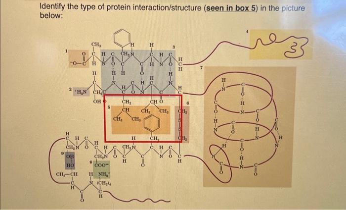 Solved Identify the type of protein interaction/structure | Chegg.com