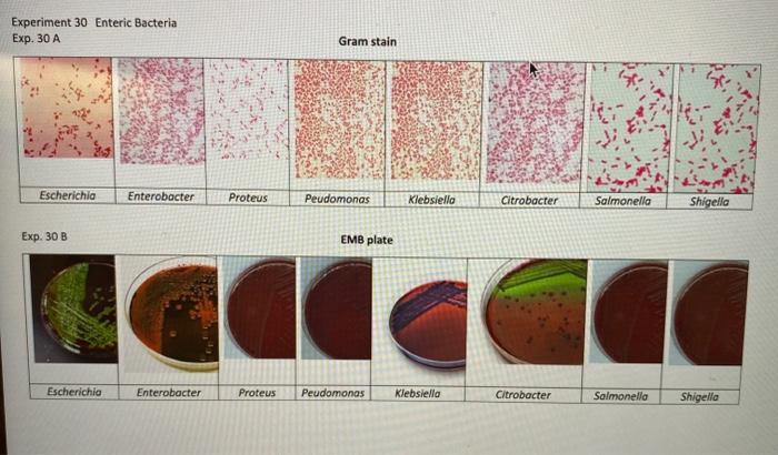 Enterobacter Aerogenes Gram Stain