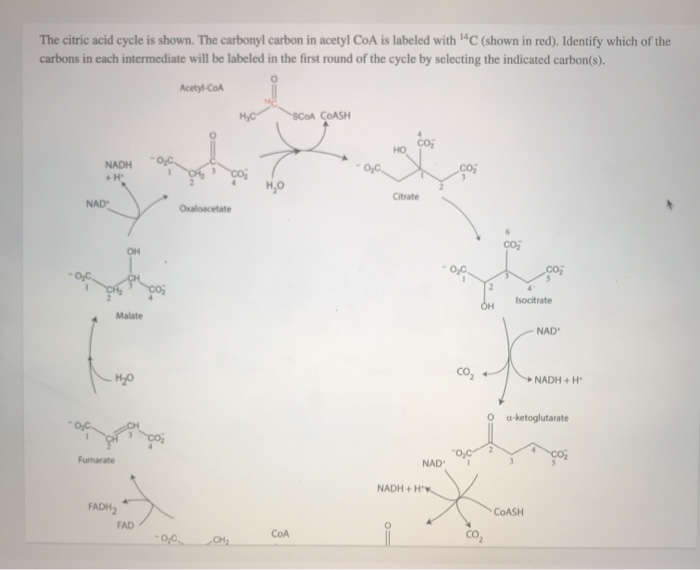 Solved The citric acid cycle is shown. The carbonyl carbon | Chegg.com