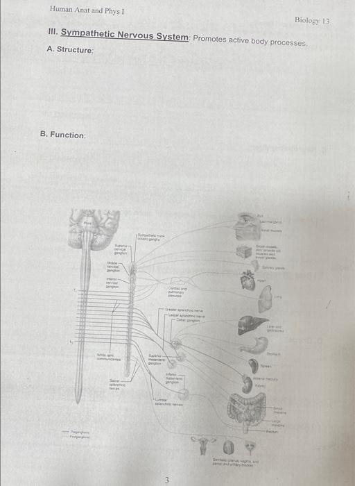 Solved Biology 13 Human Anat and Physi The Autonomic Nervous | Chegg.com