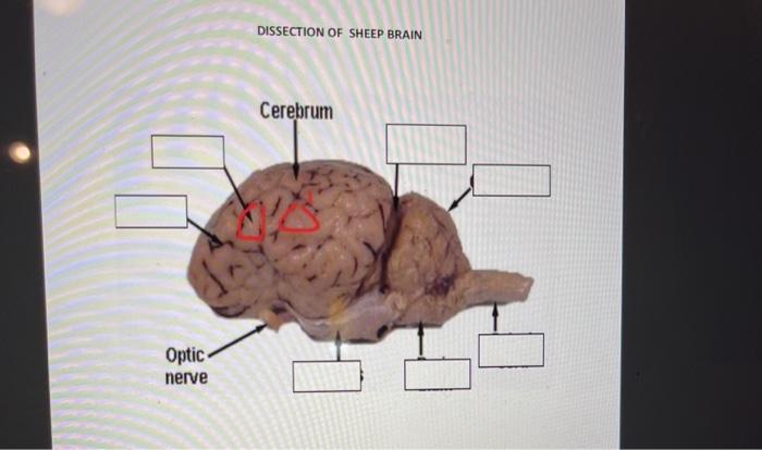 Solved DISSECTION OF SHEEP BRAIN Cerebrum Optic nerve | Chegg.com
