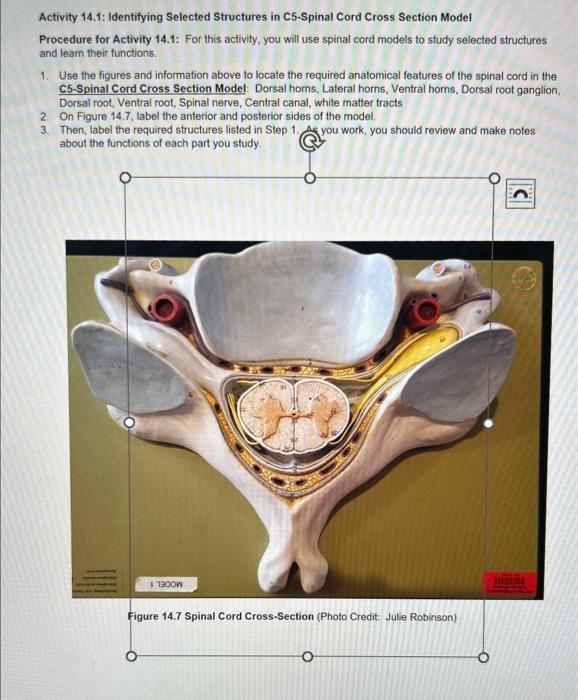 Solved Activity 14.1: Identifying Selected Structures in | Chegg.com