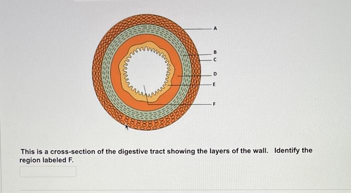 Solved C D a This is a cross-section of the digestive tract | Chegg.com