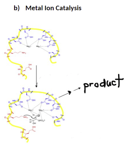 Solved explain how enzymatic metal ion catalysis works | Chegg.com