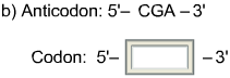 Solved Anticodon: 5' - CGA - 3' Codon: 5' - - 3' | Chegg.com