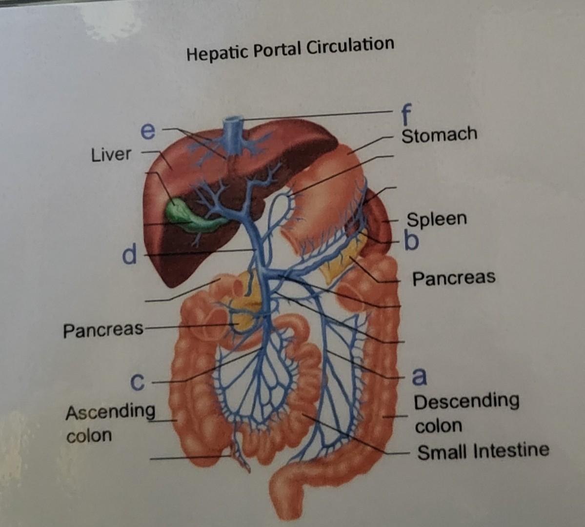 Solved Blood Vessels Activity 8: Identifying Vessels of | Chegg.com