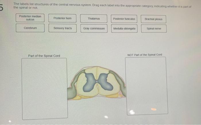 Solved The labels list structures of the central nervous | Chegg.com