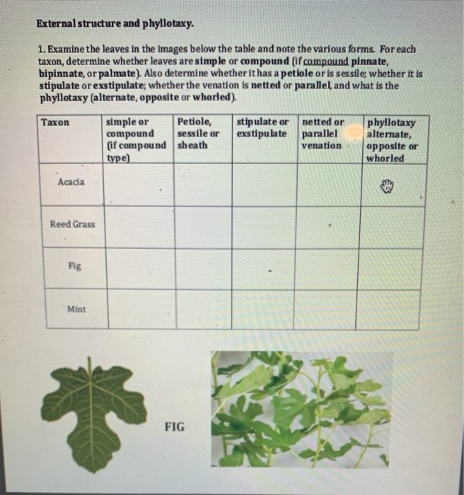 Solved External structure and phyllotaxy. 1. Examine the | Chegg.com