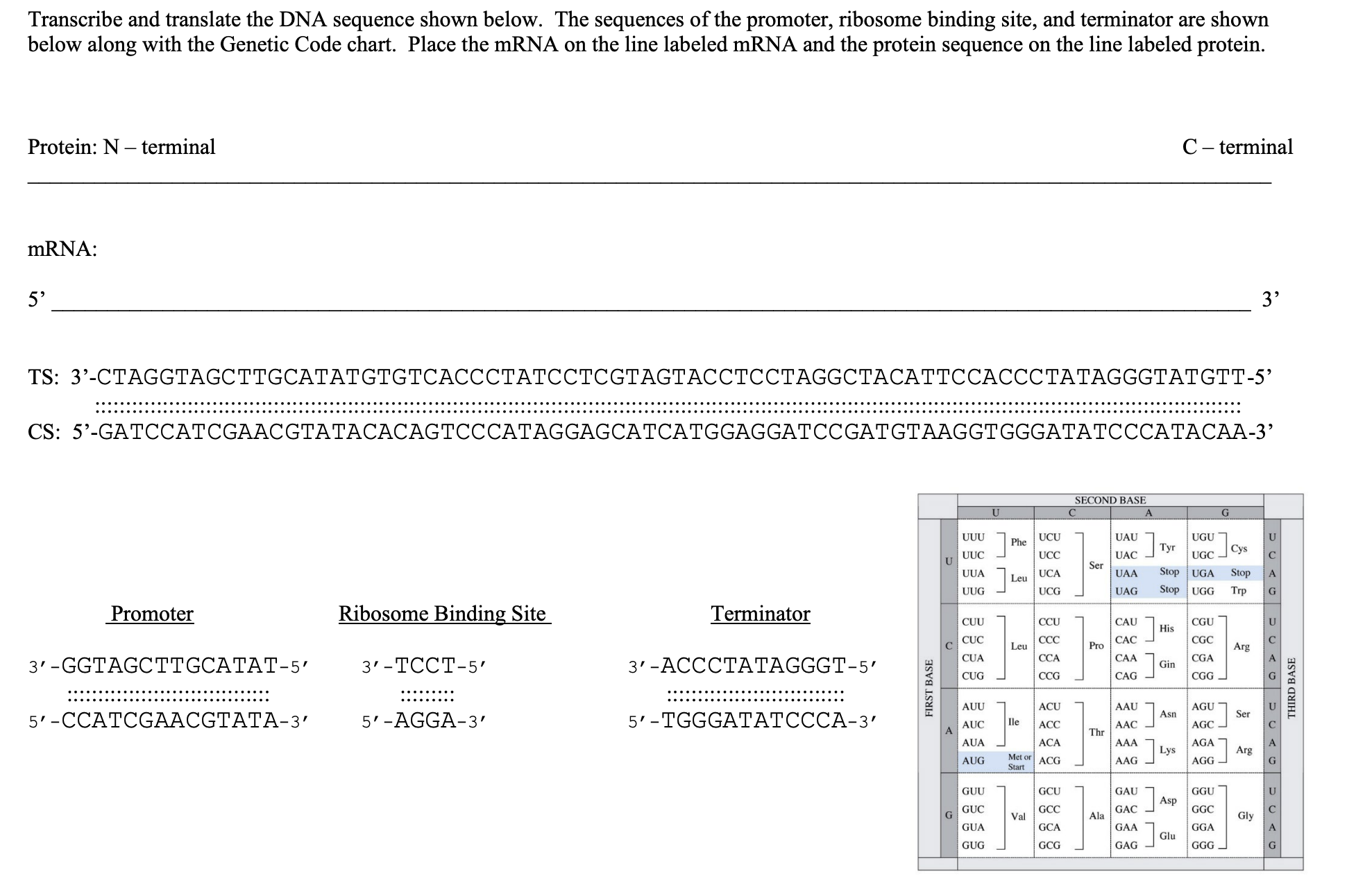 Solved Transcribe and translate the DNA sequence shown | Chegg.com