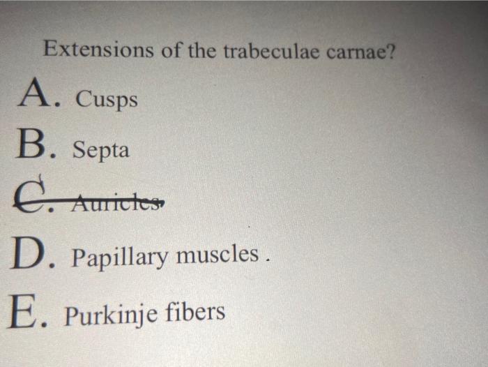 Solved Extensions of the trabeculae carnae? A. Cusps B. | Chegg.com