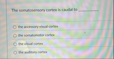 Solved The somatosensory cortex is caudal to q,the accessory | Chegg.com