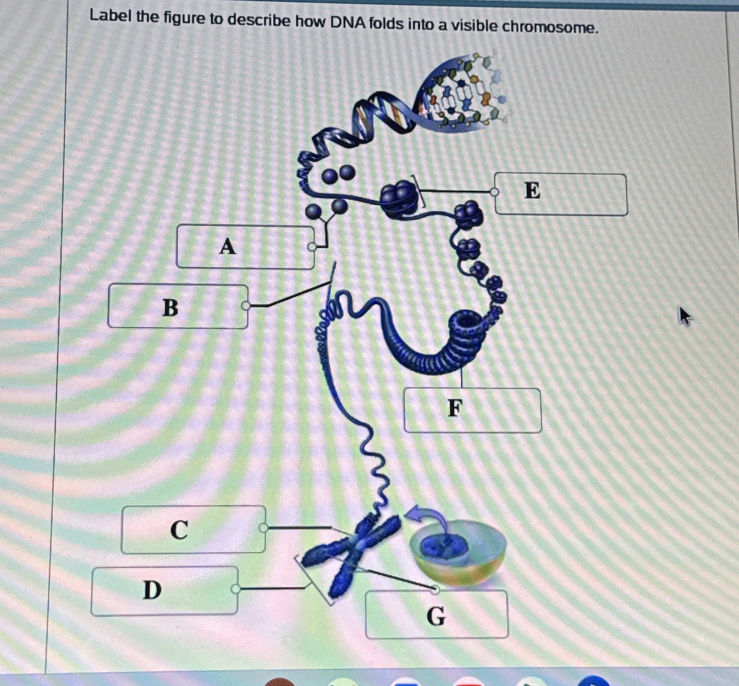 Solved Label the figure to describe how DNA folds into a | Chegg.com Solved Label the figure to describe how DNA folds into a | Chegg.com