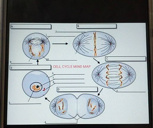 Solved B CELL CYCLE MIND MAP 6 D 0 all = 08 COC 4 . | Chegg.com