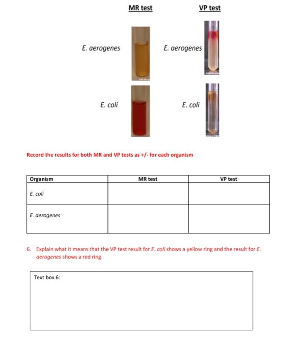 Solved MR test VP test E. aerogenes E. aerogenes E. coli E. | Chegg.com
