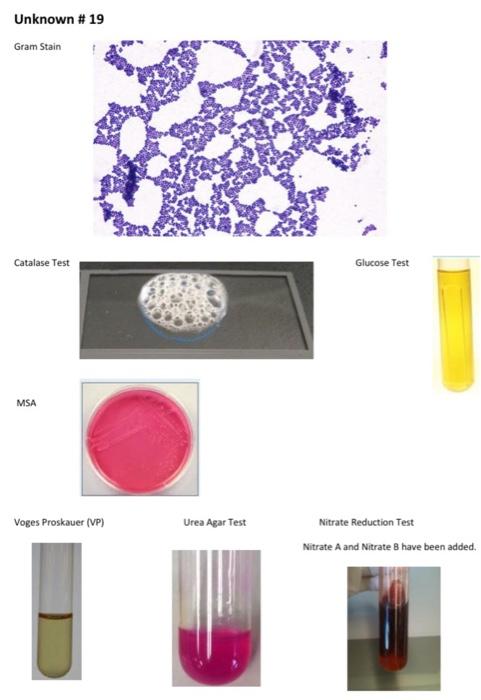 Solved Unknown #19 Gram Stain Catalase Test Glucose Test MSA | Chegg.com
