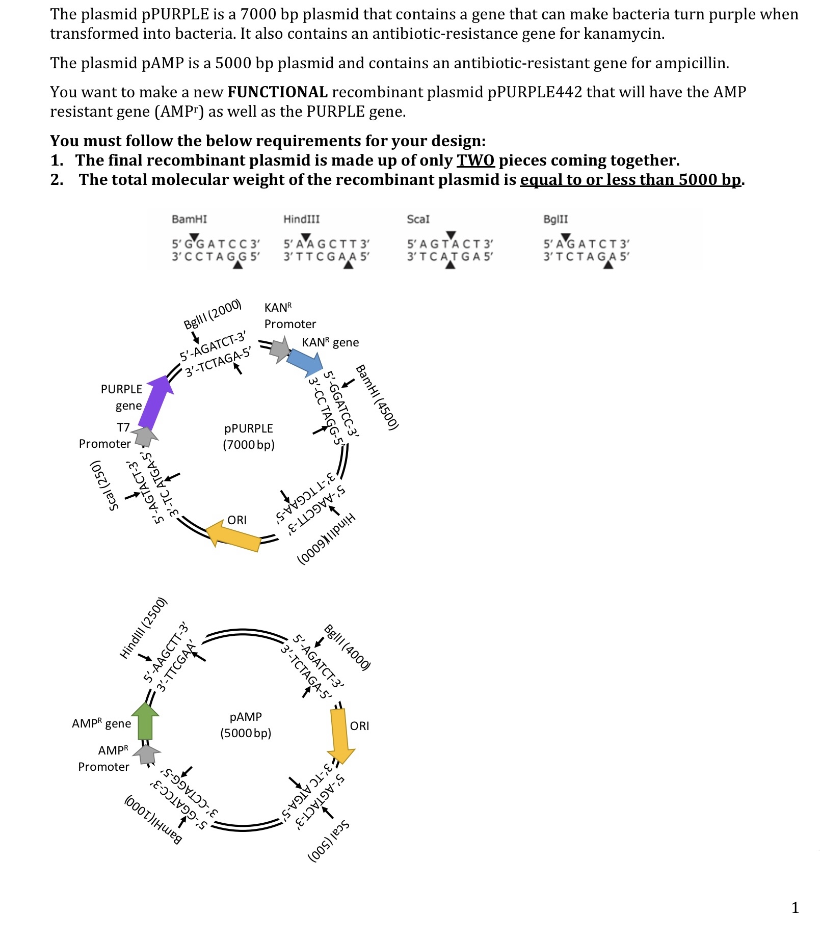 Solved The plasmid pPURPLE bp plasmid that contains a gene | Chegg.com