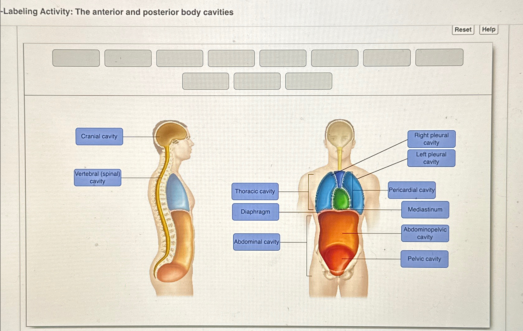 Solved -Labeling Activity: The anterior and posterior body | Chegg.com