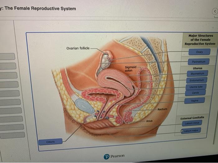 Solved Y The Female Reproductive System Major Structures Of Chegg