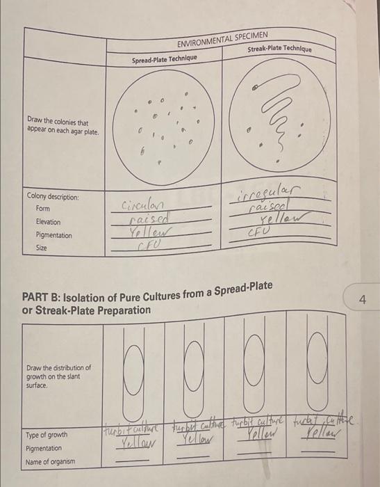 Solved ENVIRONMENTAL SPECIMEN Streak-Plate Technique | Chegg.com