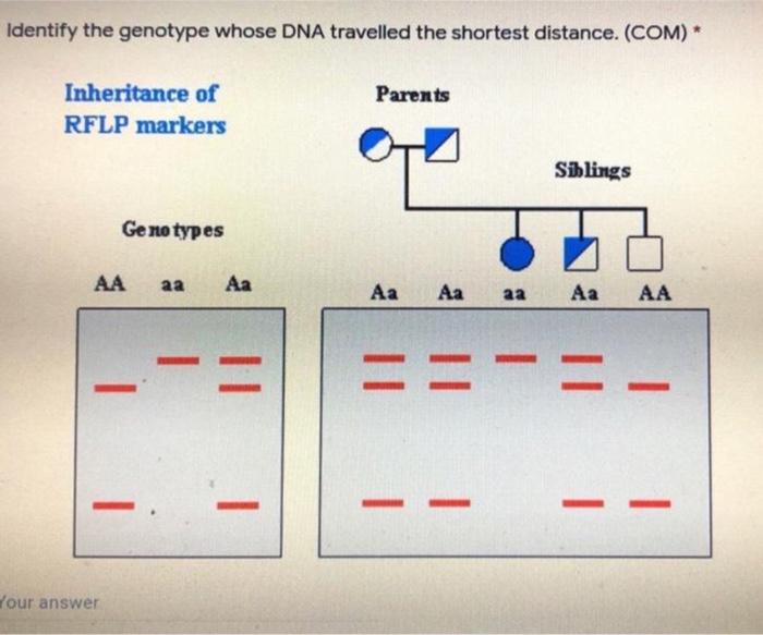 Solved Identify the genotype whose DNA travelled the | Chegg.com