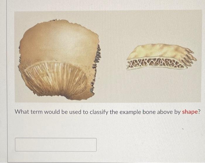 Solved What term would be used to classify the example bone | Chegg.com