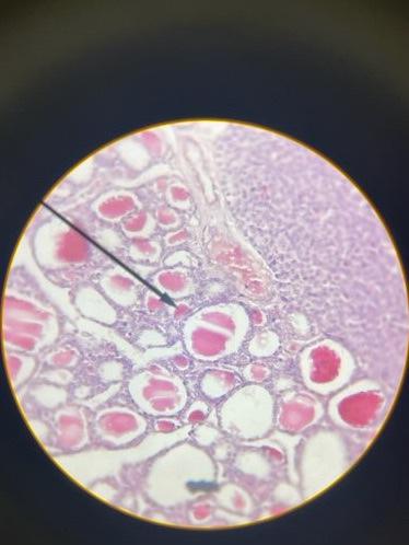 Histology drawings list andName of the Drawing: | Chegg.com