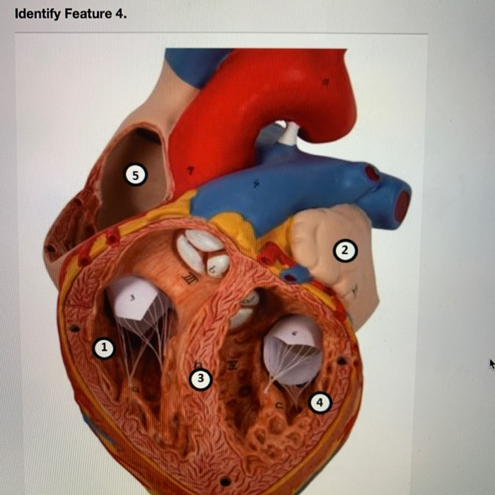 Solved Identify Feature 4. | Chegg.com