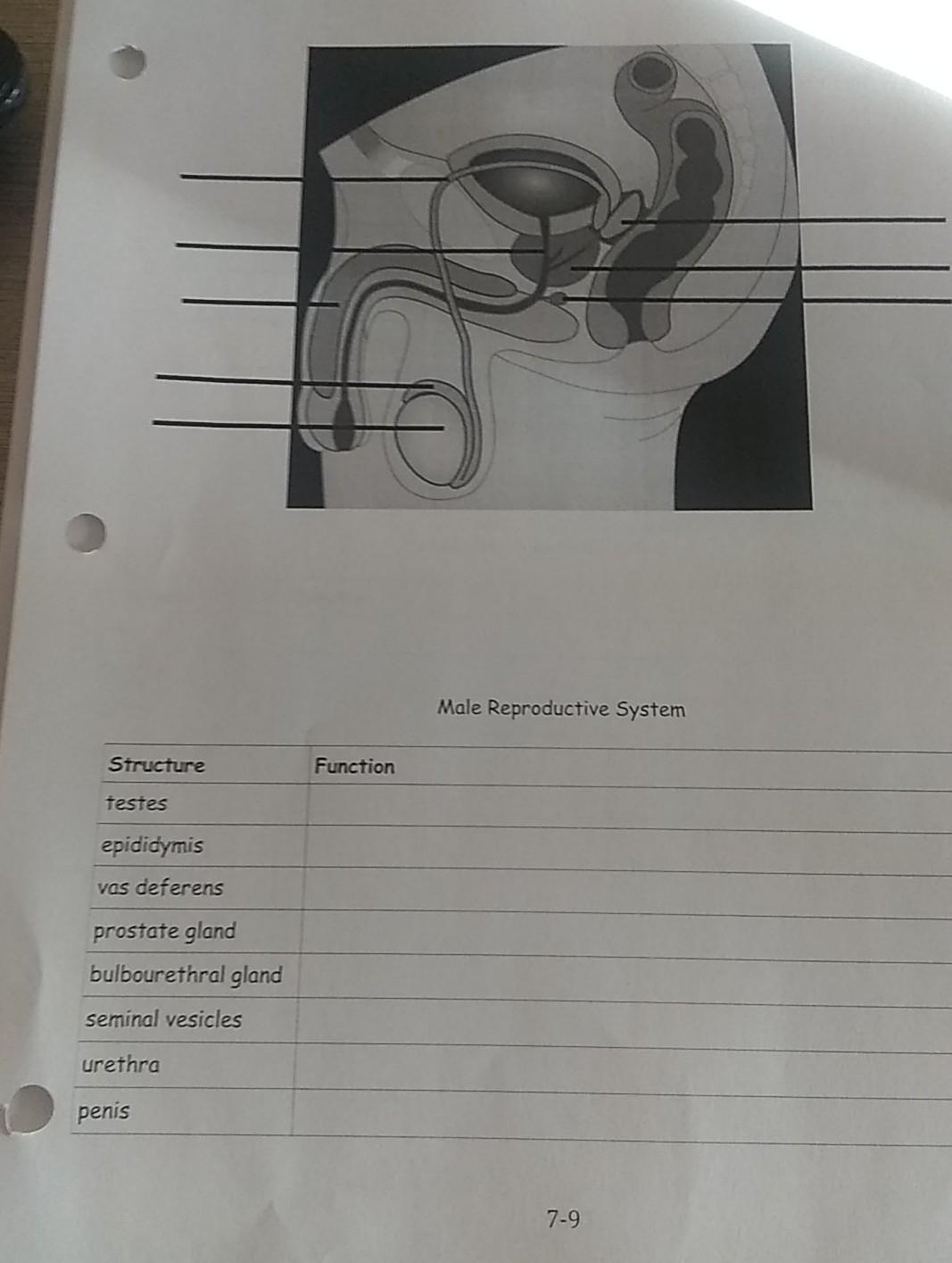 Solved Male Reproductive System Structure Function Testes