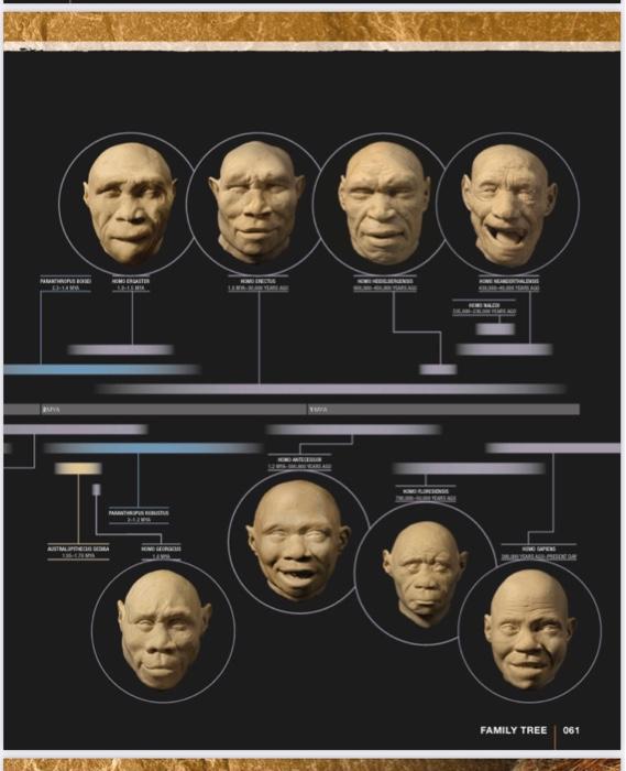 Hominin Family Tree Fill-in Exercise & Final Hominin | Chegg.com
