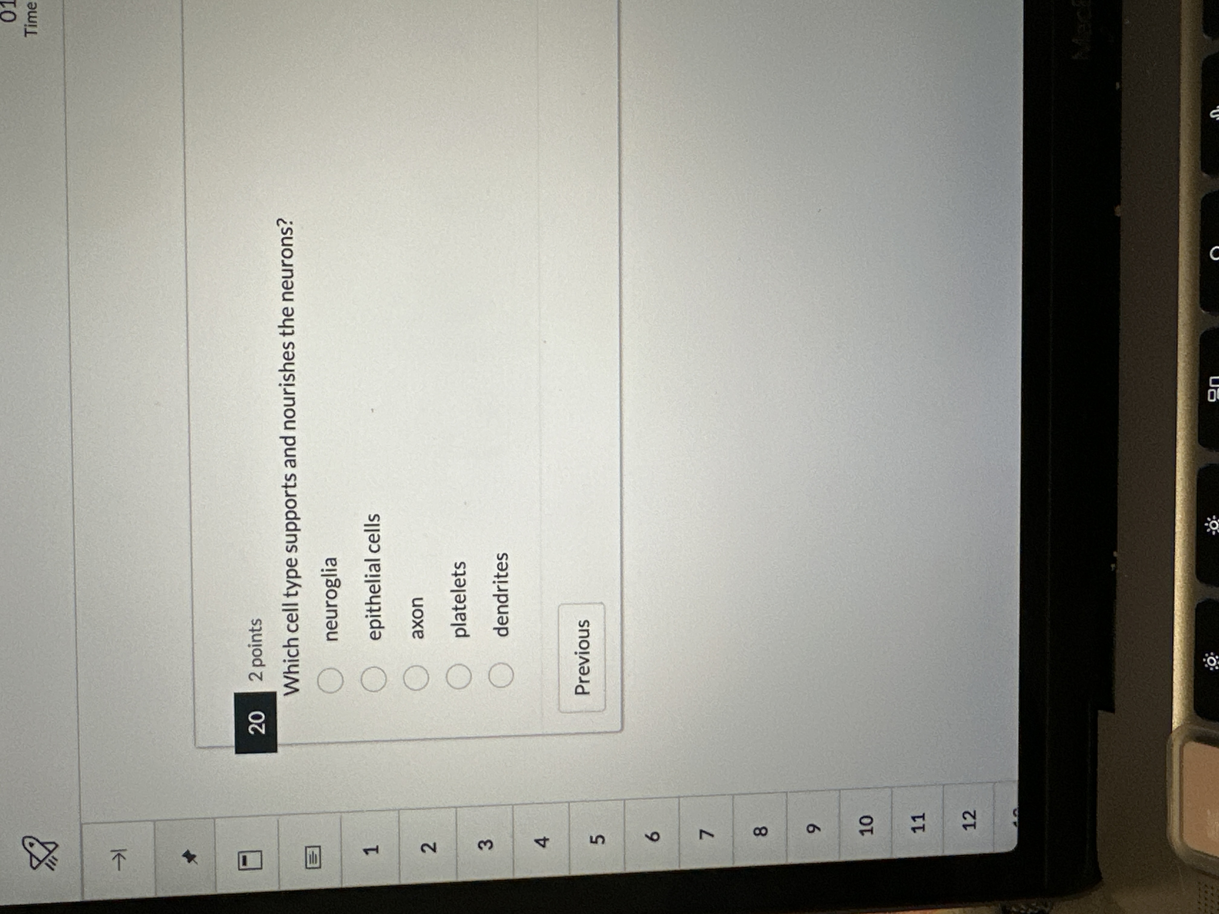 Solved 202 ﻿pointsWhich cell type supports and nourishes the | Chegg.com