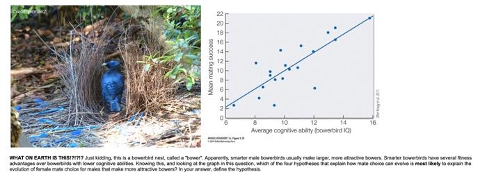 Solved evolution of female mabe choice for moks that make | Chegg.com