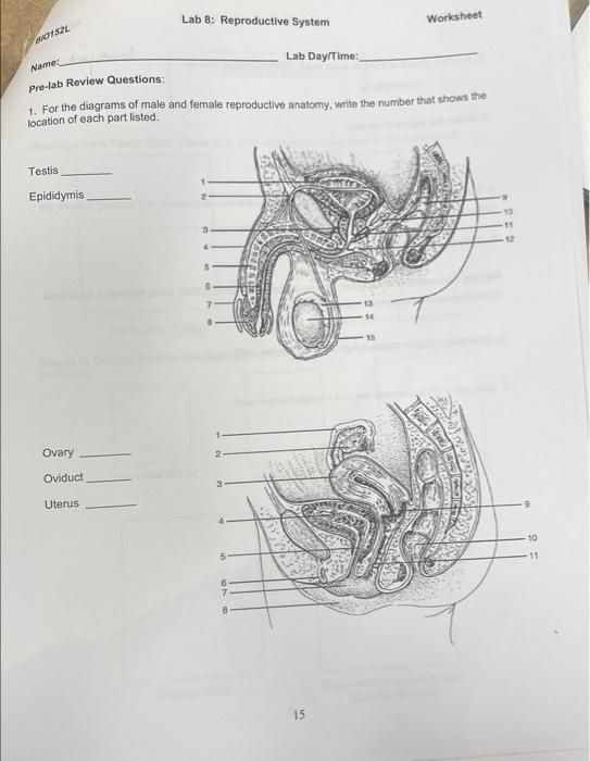 Solved Lab 8: Reproductive System Worksheet 0152 Name: Lab | Chegg.com
