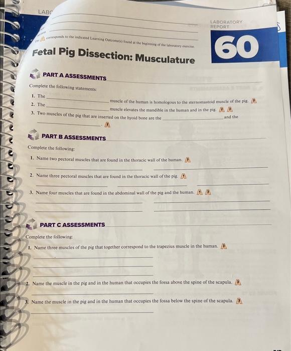 LABORATORY REPORT Fetal Pig Dissection: Musculature | Chegg.com