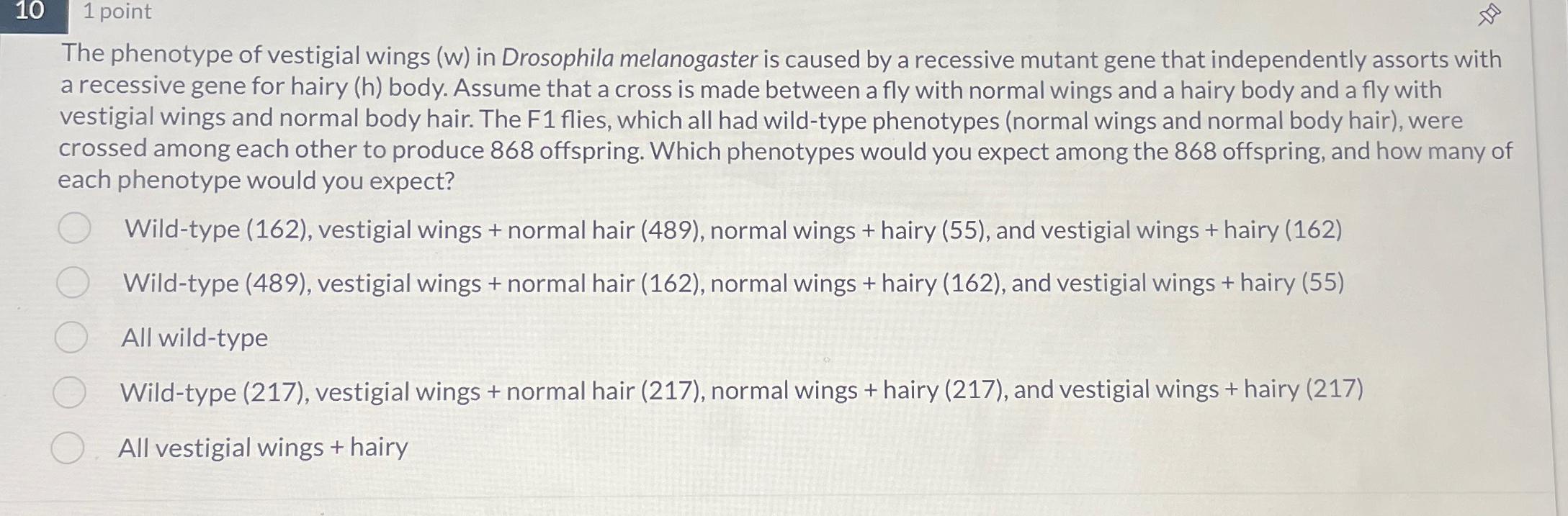 Solved The phenotype of vestigial wings ( w ) ﻿in Drosophila | Chegg.com