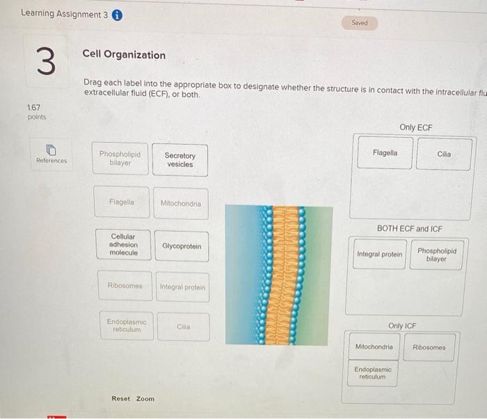 Solved Learning Assignment 3 Saved Cell Organization 3 Drag | Chegg.com
