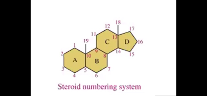 Solved where do the following get added onto on the steroid | Chegg.com