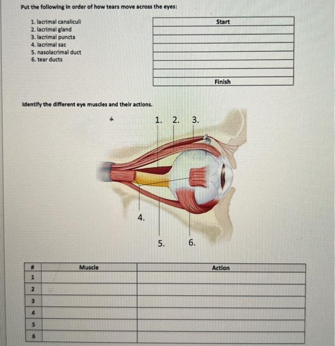 Solved Identify the different parts of the figure and put | Chegg.com