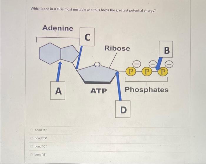 Solved Which bond in ATP is most unstable and thus holds the | Chegg.com