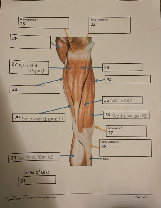 Solved Bony landmark? 25 Bany landmark? 32 26 27 Adductor 33 | Chegg.com