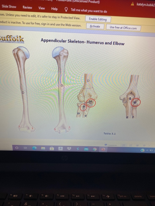 Solved Laboratory 3 Identify the anatomical structures | Chegg.com