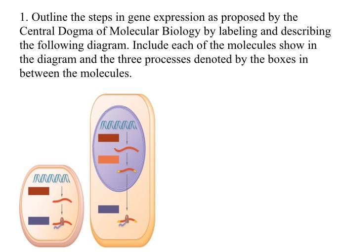 Solved 1. Outline the steps in gene expression as proposed | Chegg.com