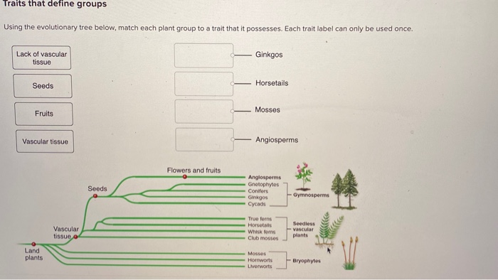 Solved Traits that define groups Using the evolutionary tree | Chegg.com