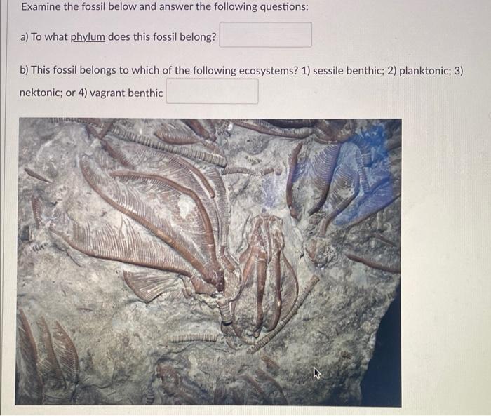Solved Examine the fossil below and answer the following | Chegg.com