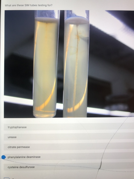 Solved What are these SIM tubes testing for? tryptophanase | Chegg.com