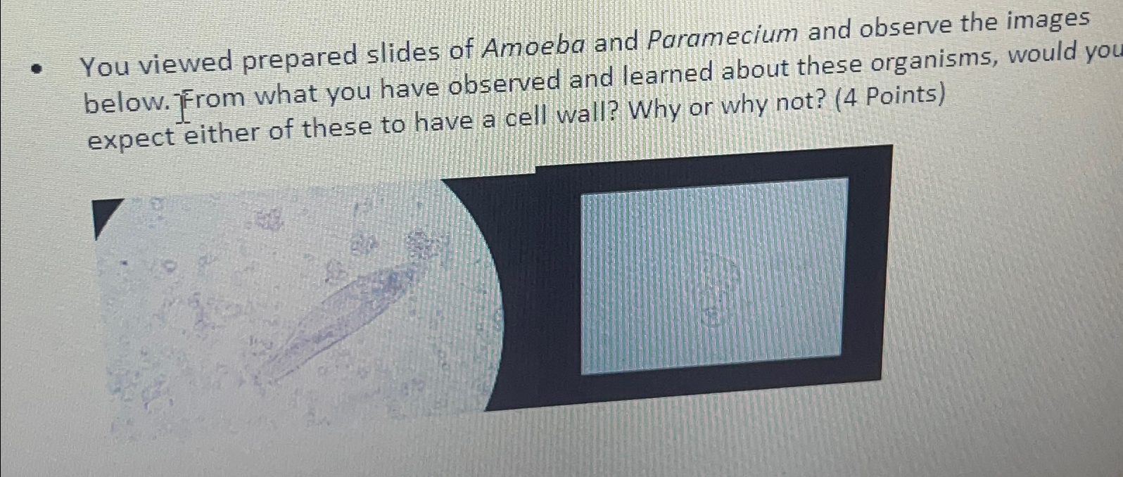 Solved You viewed prepared slides of Amoeba and Paramecium | Chegg.com