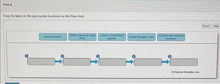 Solved Part A Drag the labels to the appropriate locations | Chegg.com