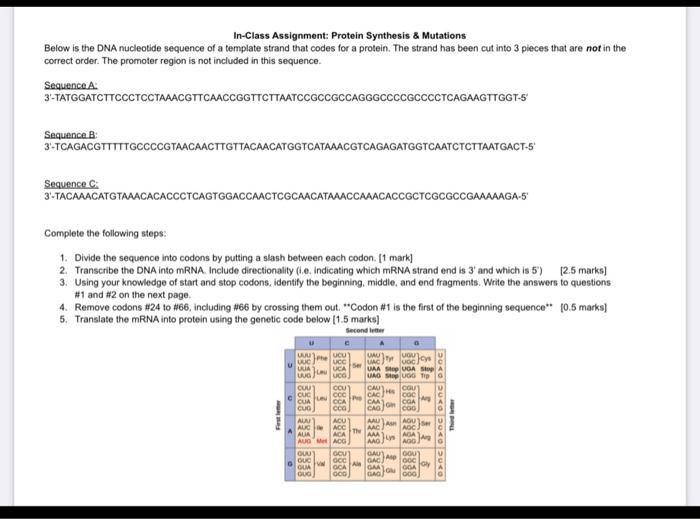 Solved In-Class Assignment: Protein Synthesis & Mutations | Chegg.com