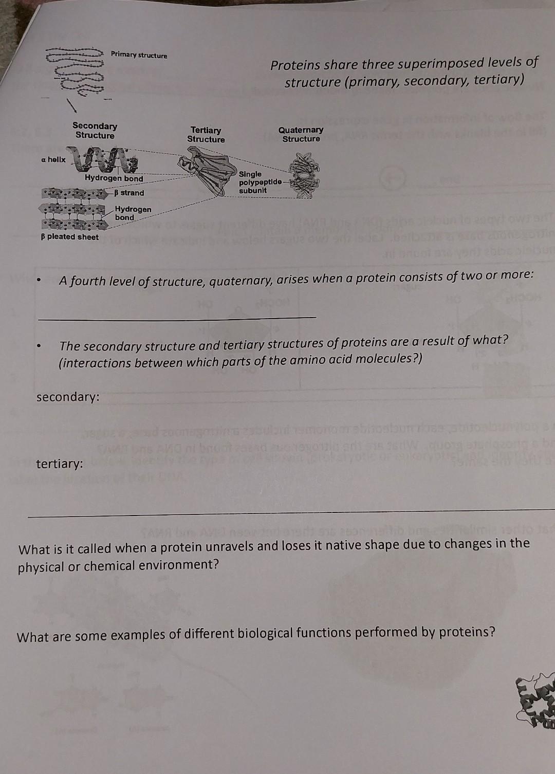 Solved Proteins share three superimposed levels of structure | Chegg.com